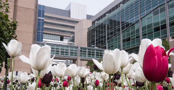 Cancer Patient Care - UChicago Medicine