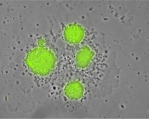 Biological subterfuge: Bacteria take over host cell by hijacking the ...