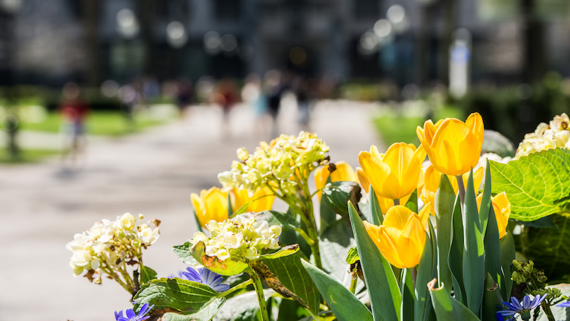 How to deal with spring and summer allergies - UChicago Medicine