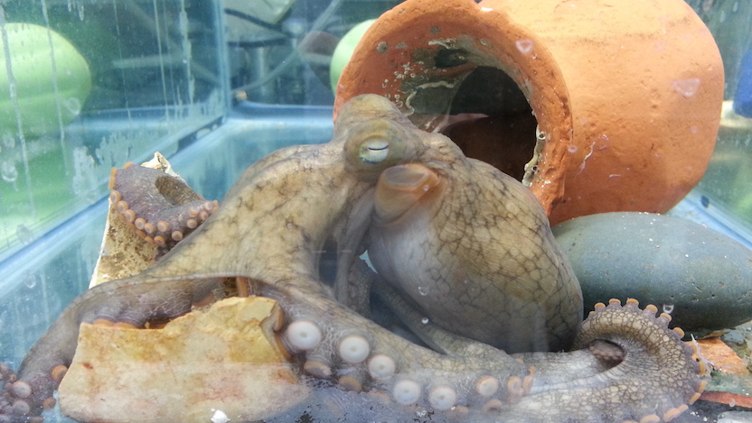 Octopus Reproductive Organs