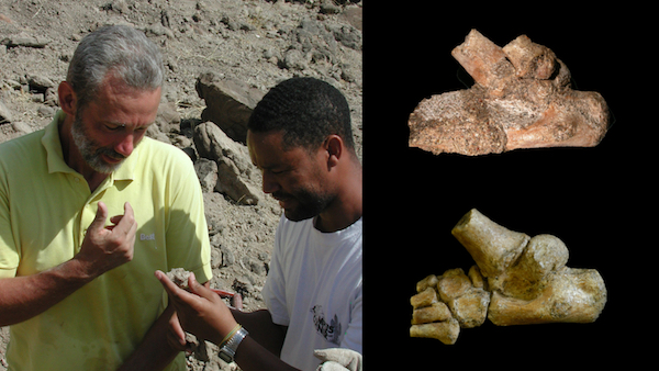 Human ancestors walked upright but their kids still climbed - UChicago ...