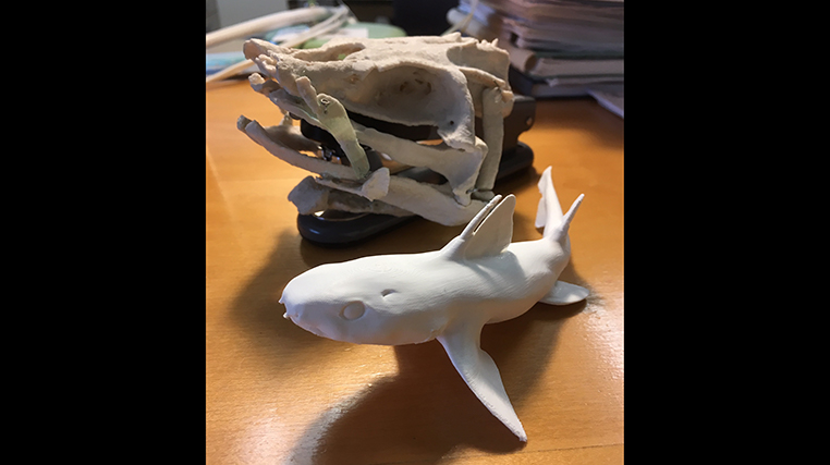 3D models show how ancient sharks found a new way to feed - UChicago ...